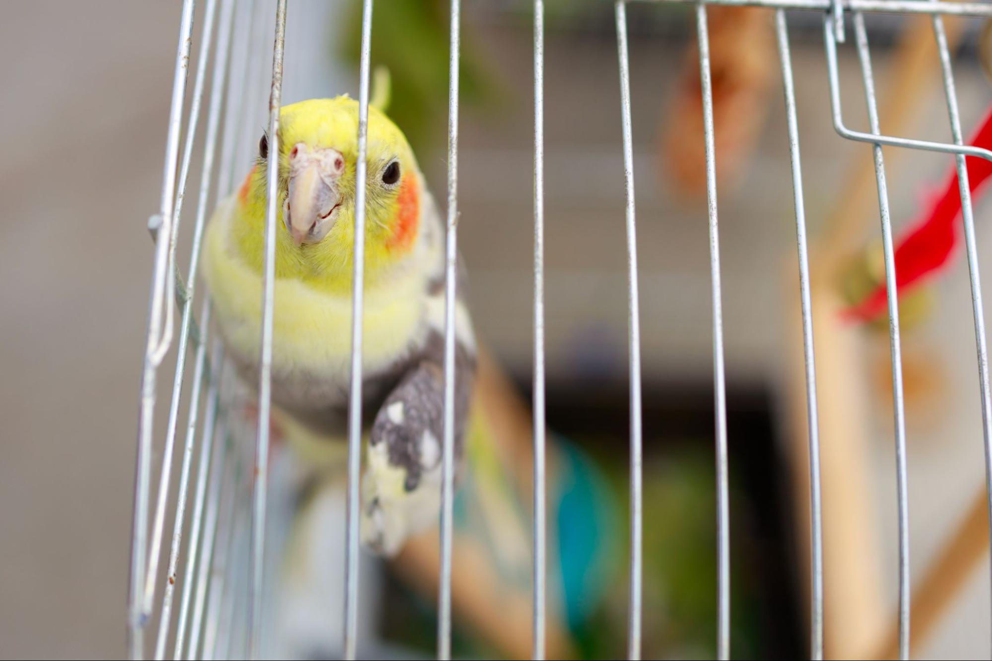 How to Move With Pets | Stress-Free Pet Relocation Tips